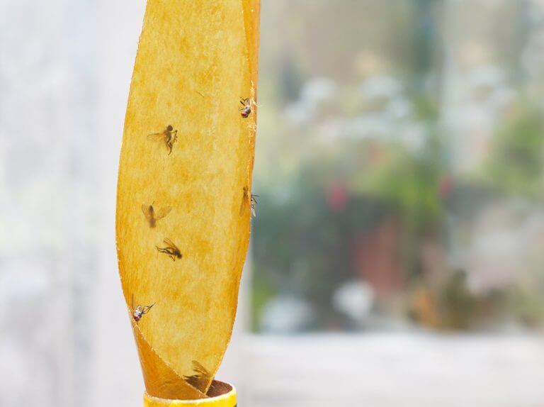 How to Get Rid of Gnats in the House: 7 Effective Ways | The Pest Dude