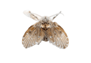 Drain Flies | The Pest Dude