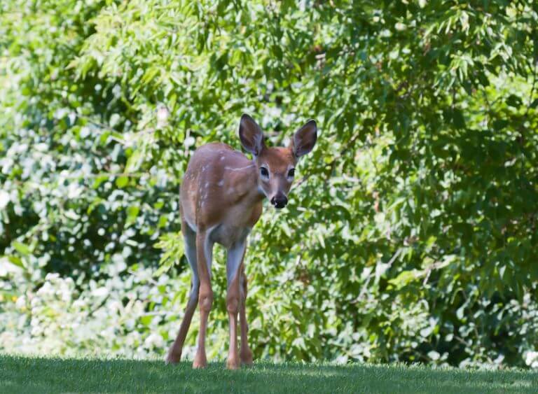 How to Keep Deer Out of Your Yard & Garden: A Complete Guide [2023]