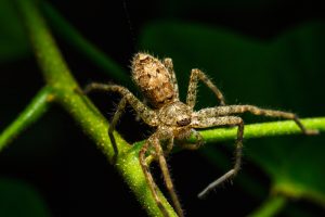 Spiders | The Pest Dude