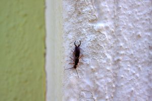 How to Get Rid of Earwigs in Your House & Garden