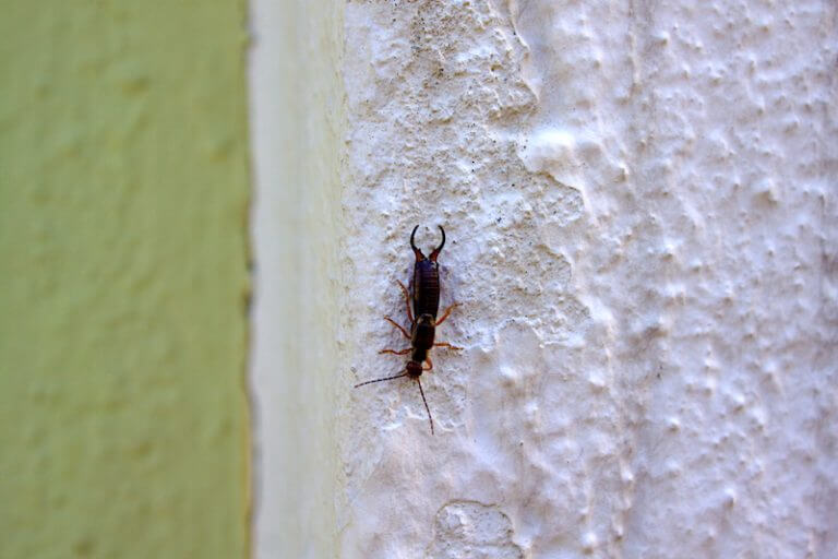 How to Get Rid of Earwigs in Your House & Garden