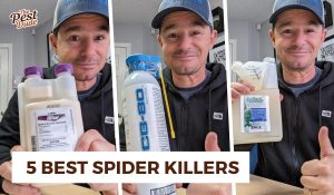 Top 5 Best Spider Killers [Updated October 2023] | Pest Dude