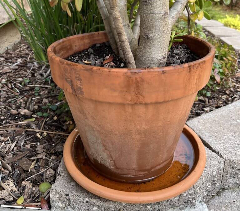 How to Get Rid of Mosquitos in the House & Yard (2023 Guide)