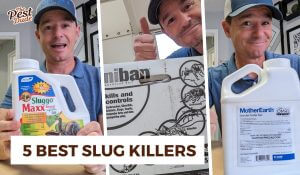 Top 5 Best Slug Killers of 2025 [Tested & Reviewed] | Pest Dude