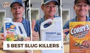 Top 5 Best Slug Killers [Updated April 2023] | Pest Dude