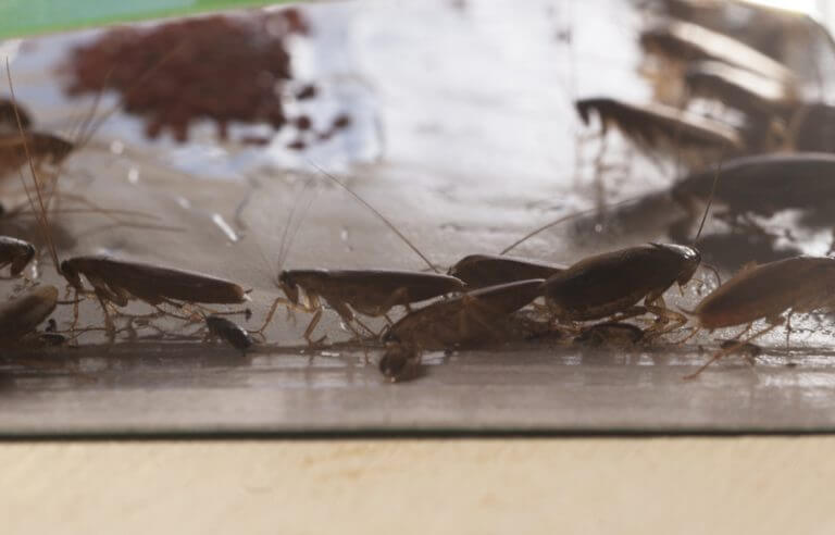 How to Get Rid of Cockroaches in Your Home (Without an Exterminator)