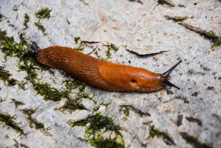 Slugs | The Pest Dude