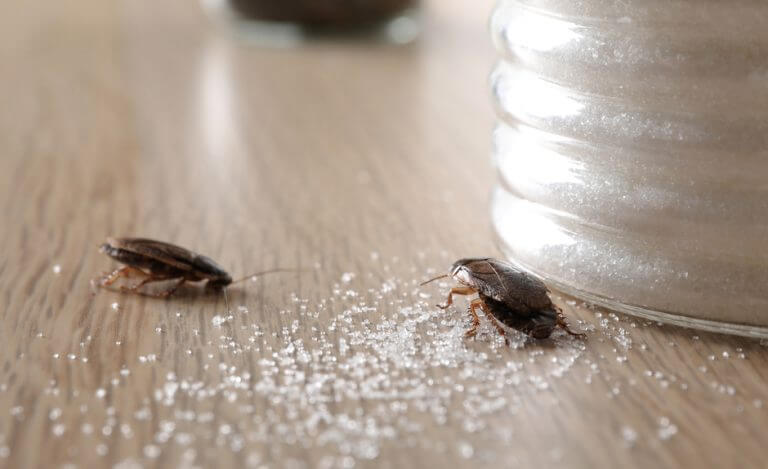 Cockroaches | The Pest Dude