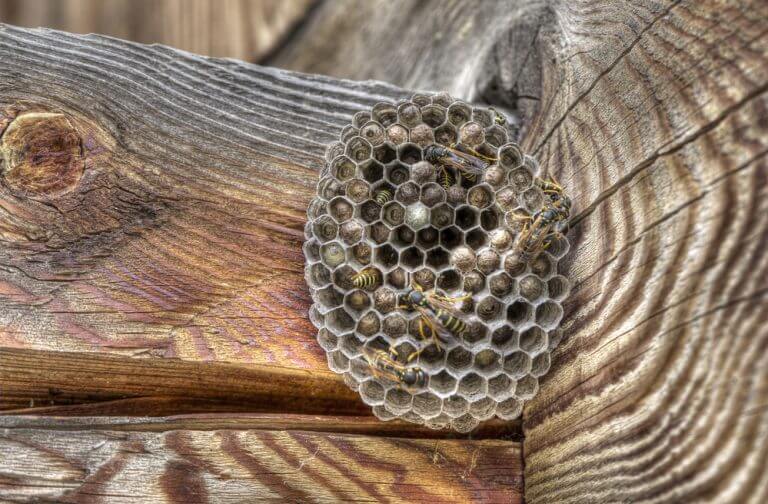 Wasps | The Pest Dude