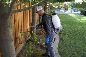 Eco-Friendly Pest Control: A Complete Guide | The Pest Dude