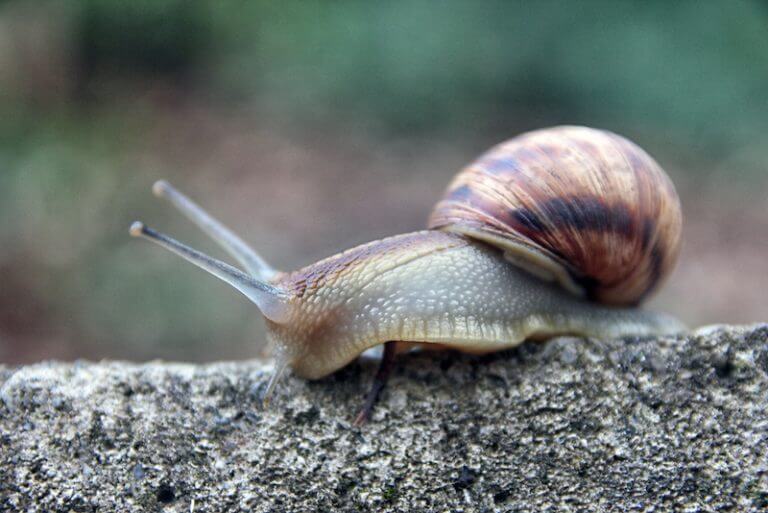 Snails | The Pest Dude