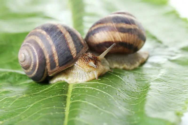Roman Snail Body Parts