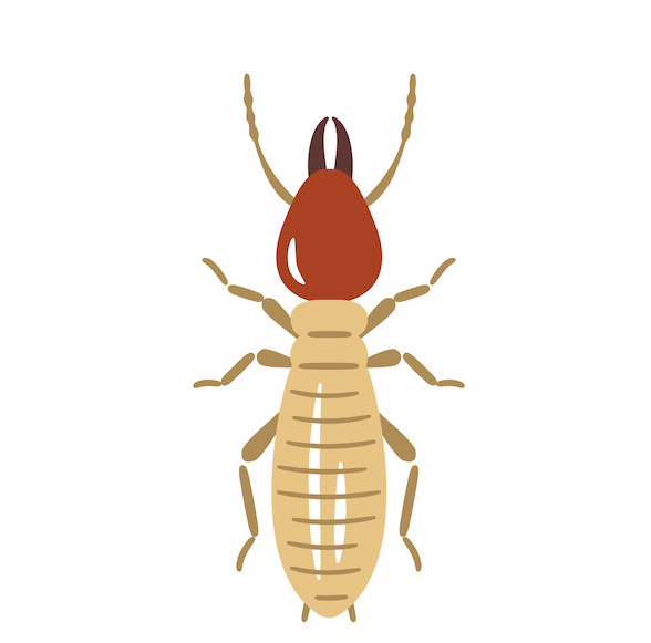 Termites | The Pest Dude