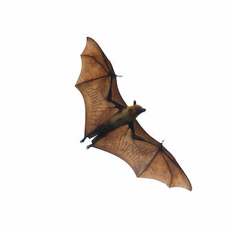 Bats | The Pest Dude