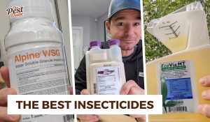 Top 6 Best Insecticides for Your Home of 2025, Tested and Reviewed