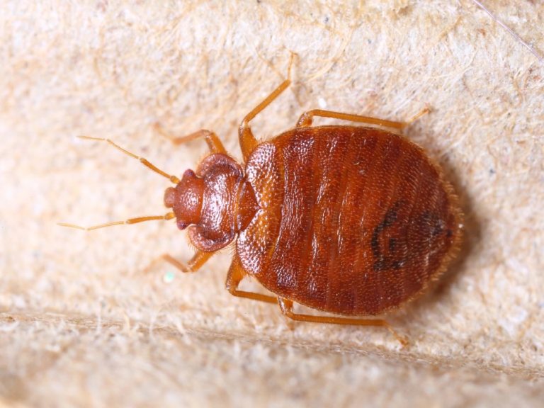 22 Tiny Brown Bugs You Might Find in Your House | The Pest Dude