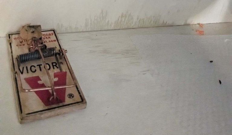 What Should I Bait a Rat Trap With? | The Pest Dude