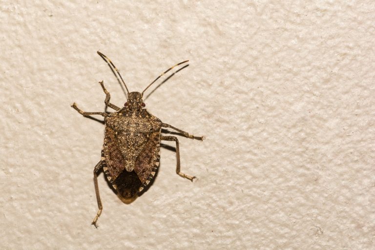 16 Common Spring Bugs & How to Get Rid of Them | The Pest Dude