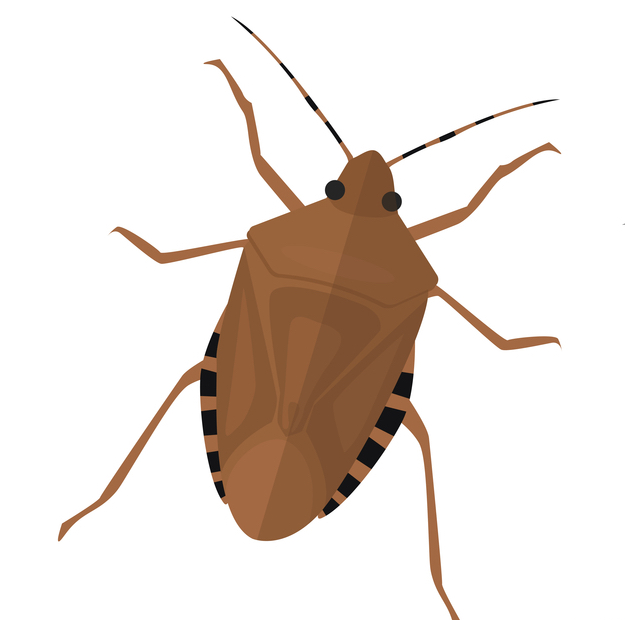 Stink Bugs | The Pest Dude