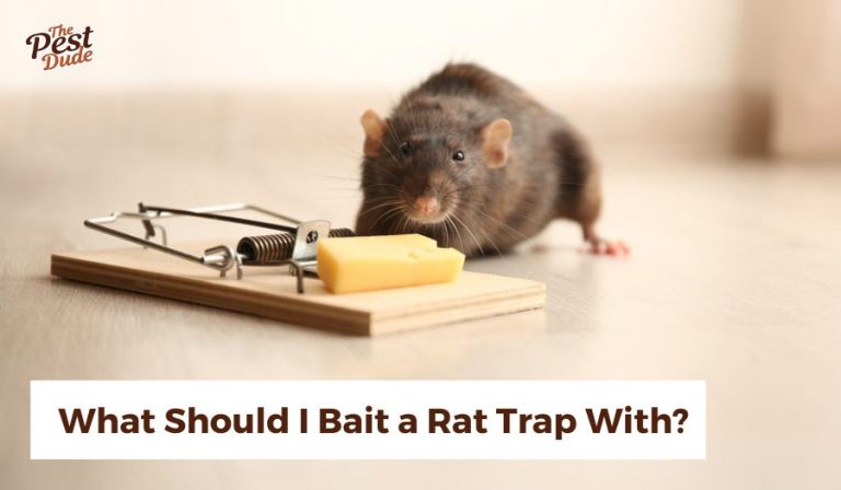 Top 8 Best Rat Traps of 2025, Tested and Reviewed | The Pest Dude