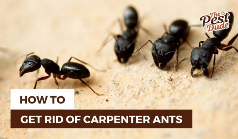 How to Get Rid of Carpenter Ants (Both Inside & Outside) | The Pest Dude