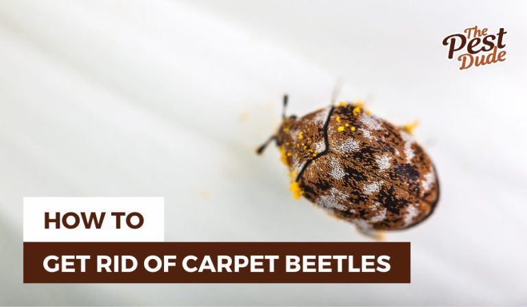 How to Get Rid of Carpet Beetles | The Pest Dude