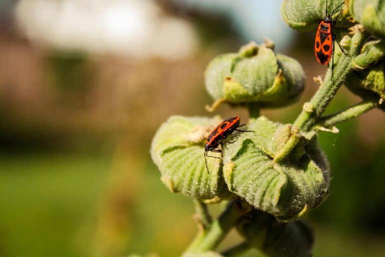 16 Common Spring Bugs & How to Get Rid of Them | The Pest Dude