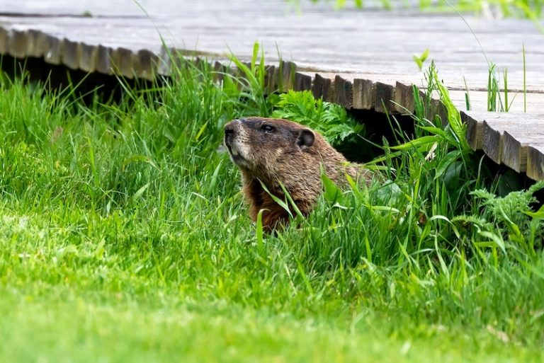 Groundhogs | The Pest Dude