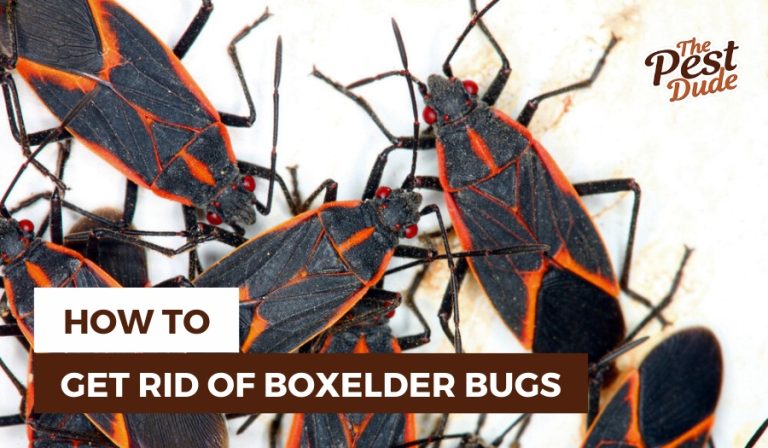 How to Get Rid of Boxelder Bugs: 4 Critical Steps | The Pest Dude