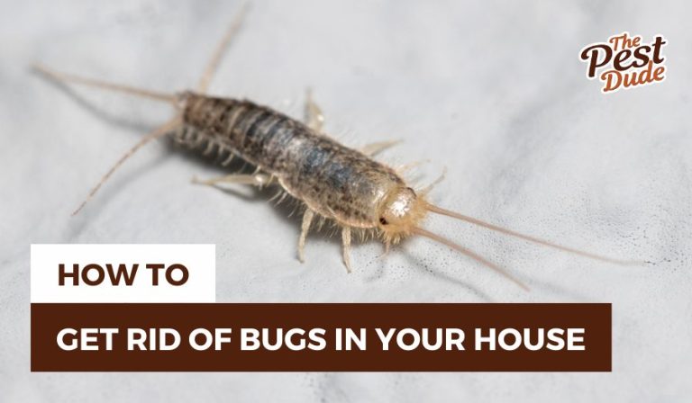How to Get Rid of Bugs in Your House like a Pro | The Pest Dude
