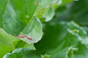 16 Common Spring Bugs & How to Get Rid of Them | The Pest Dude