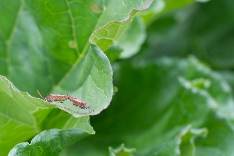 16 Common Spring Bugs & How to Get Rid of Them | The Pest Dude