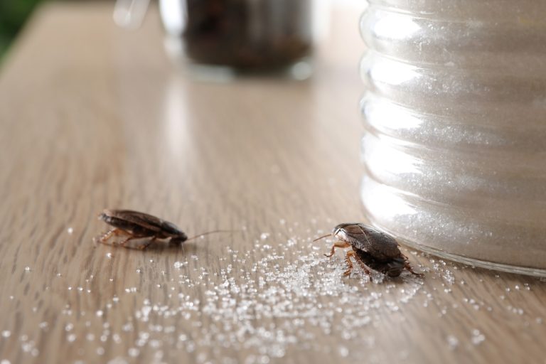 16 Common Spring Bugs & How to Get Rid of Them | The Pest Dude