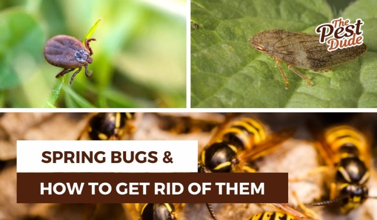 16 Common Spring Bugs & How to Get Rid of Them | The Pest Dude