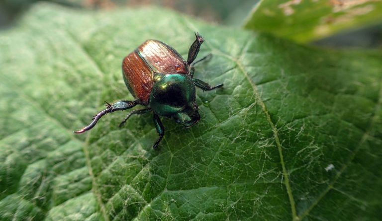 21 Common Summer Insects to Look Out For | The Pest Dude
