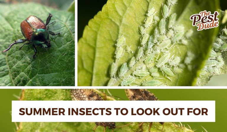 21 Common Summer Insects to Look Out For | The Pest Dude