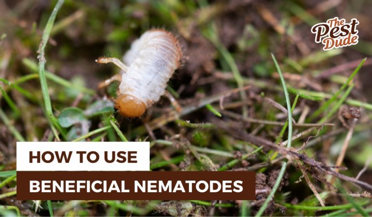 Beneficial Nematodes: How to Apply & Use Effectively | The Pest Dude