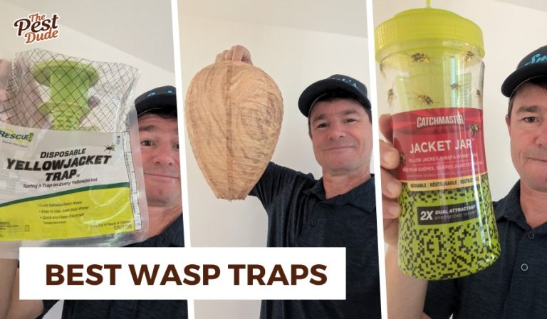 5 Best Wasp Traps of 2025, Tested and Reviewed | The Pest Dude
