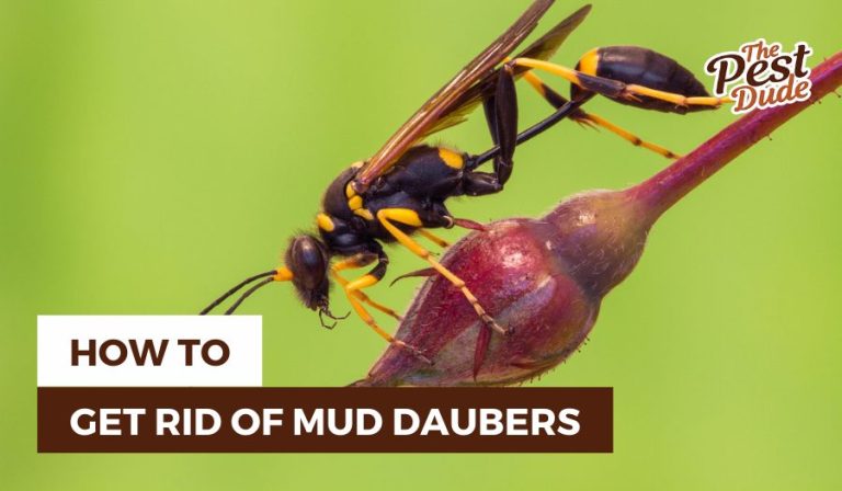How to Get Rid of Mud Daubers in Your Yard and Garden | The Pest Dude