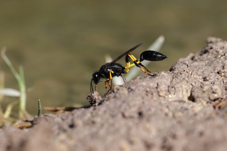 How to Get Rid of Mud Daubers in Your Yard and Garden | The Pest Dude