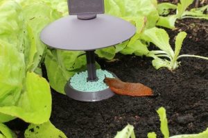 How to Get Rid of Snails: 10 Effective Ways | The Pest Dude