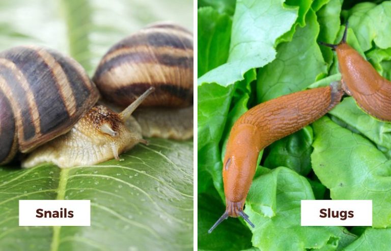 How to Get Rid of Snails: 10 Effective Ways | The Pest Dude
