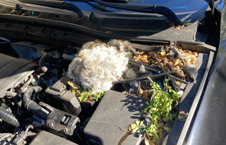 How to Get Rid of Rats in Your Car Engine like a Pro | Pest Dude