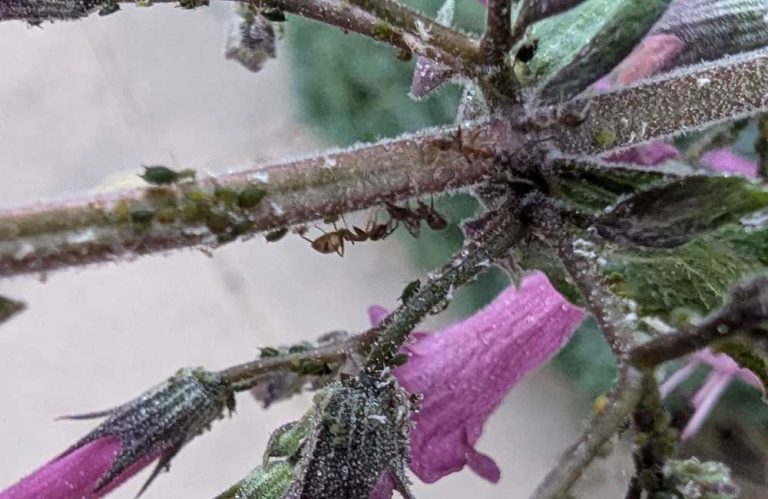 21 Common Summer Insects to Look Out For | The Pest Dude