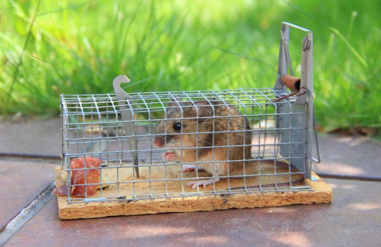 What is The Best Bait for Mouse Traps? | The Pest Dude