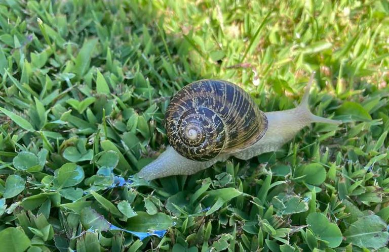 How to Get Rid of Snails: 10 Effective Ways | The Pest Dude