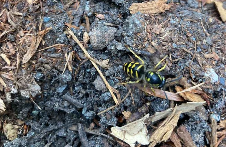 What Do Yellow Jackets Eat? 15 of Their Favorite Foods | The Pest Dude