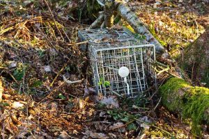 6 Steps To Trap a Rabbit Quickly & Humanely | The Pest Dude