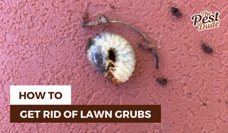 How to Get Rid of Lawn Grubs | The Pest Dude